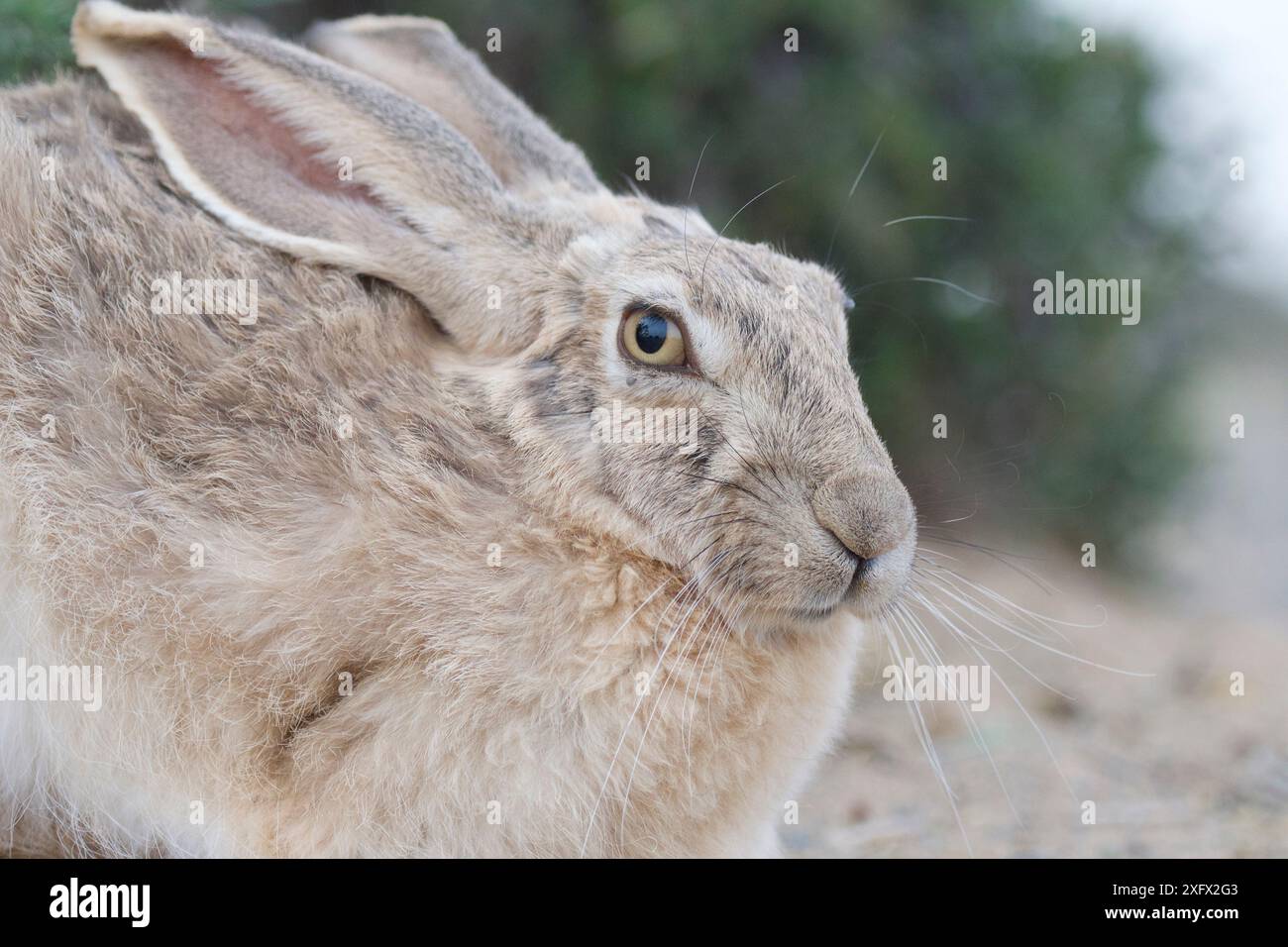 Tolai hare (Lepus tolai) Gobi Desert, Mongolia. June Stock Photo - Alamy