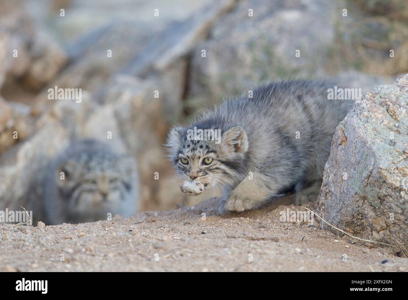 Pallas cat mongolia hi-res stock photography and images - Alamy