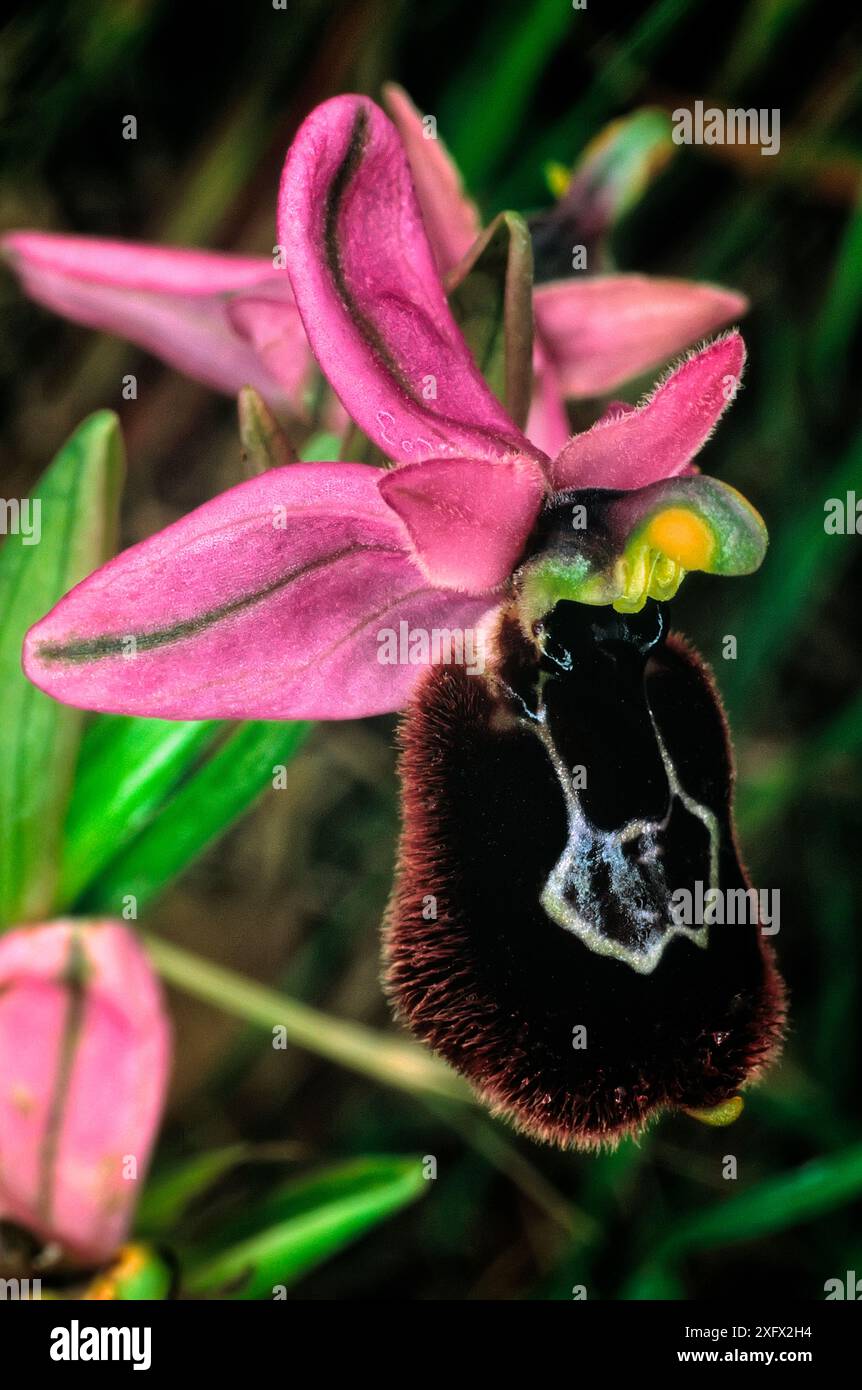 Ophrys × sorrentinoi = Ophrys × inzengae (Ophrys bertolonii × Ophrys ...