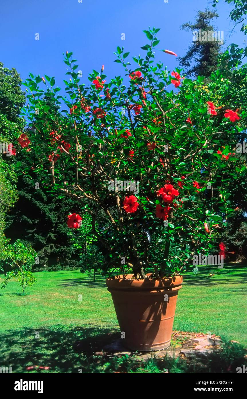Chinese hibiscus variety (Hibiscus rosa-sinensis Cv. Scarlet Giant ...