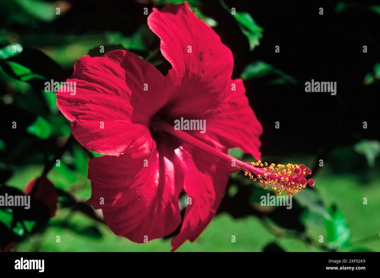 Chinese hibiscus variety (Hibiscus rosa-sinensis Cv. Scarlet Giant ...