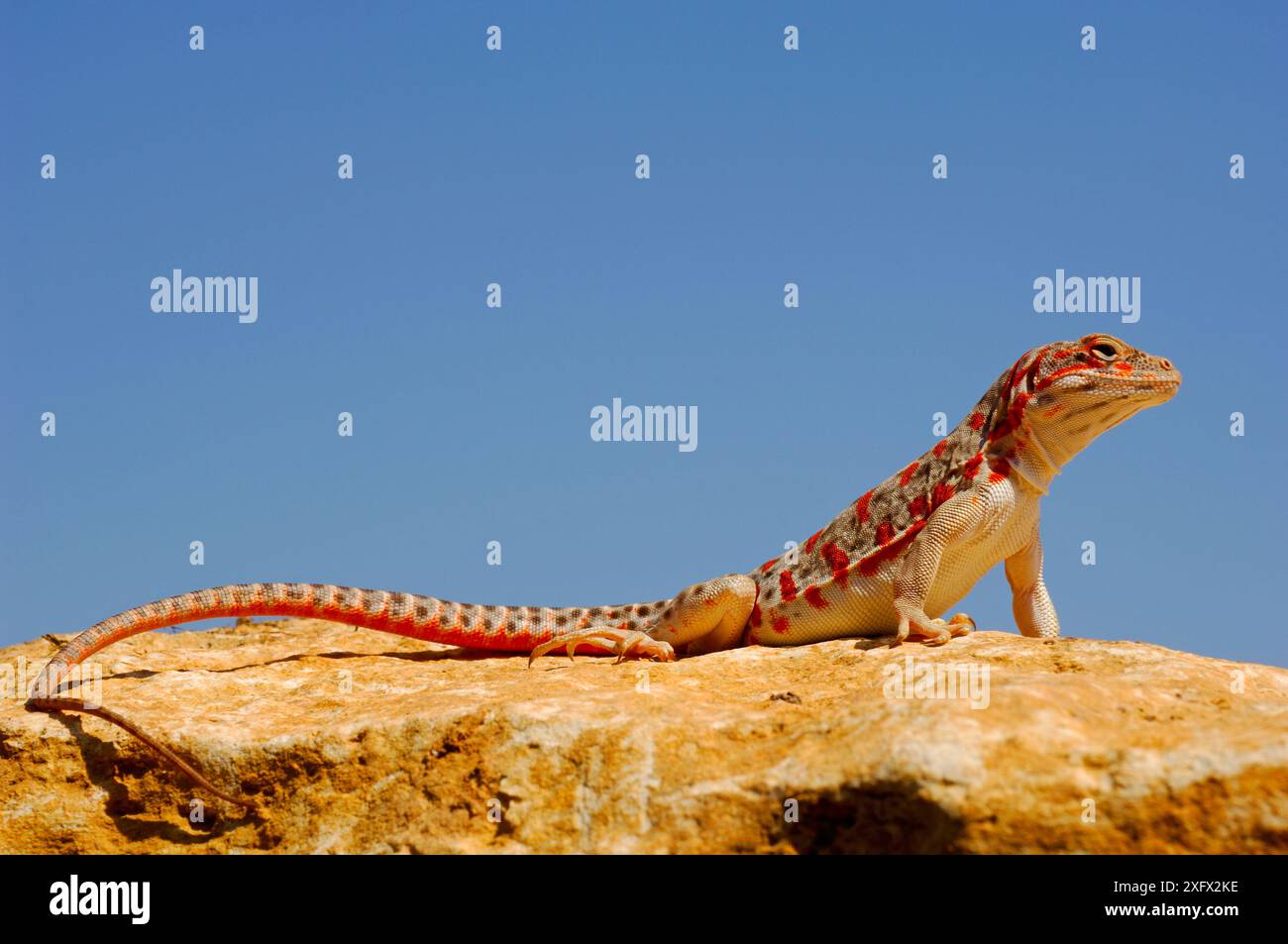 Long-nosed leopard lizard (Gambelia wislizenii wislizenii) near the ...