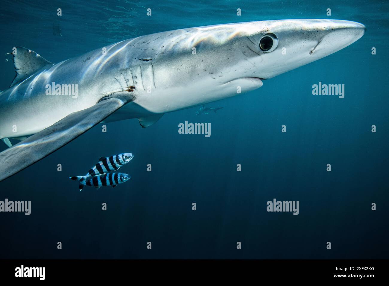 Blue shark (Prionace glauca) with Pilot fish (Naucrates ductor) off ...
