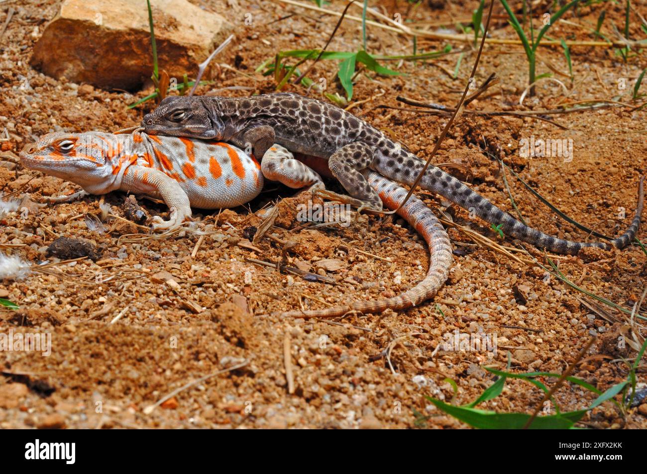 Long-nosed leopard lizard (Gambelia wislizenii) pair mating, captive ...