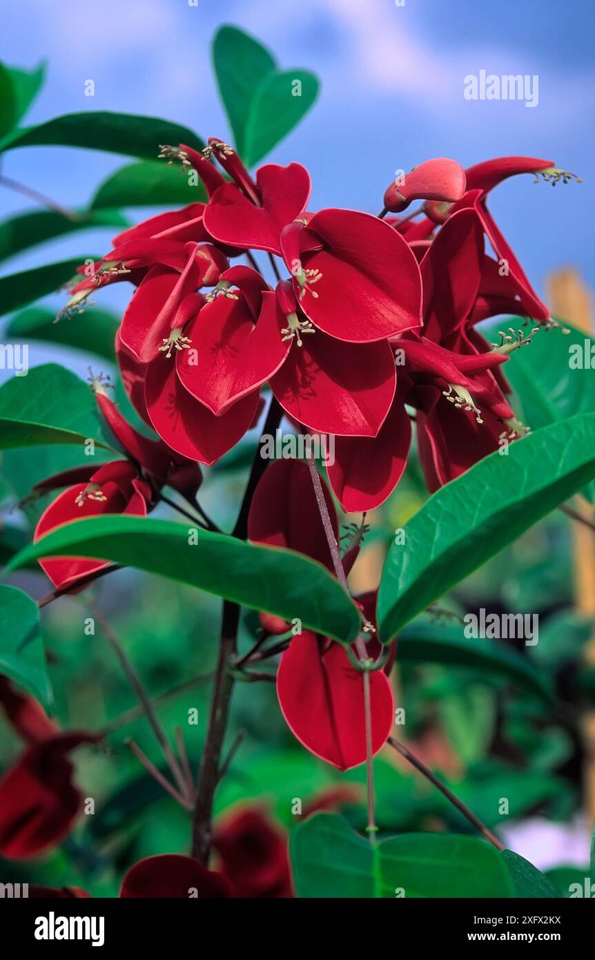 Cockspur coral tree (Erythrina crista-galli). garden tree with red ...