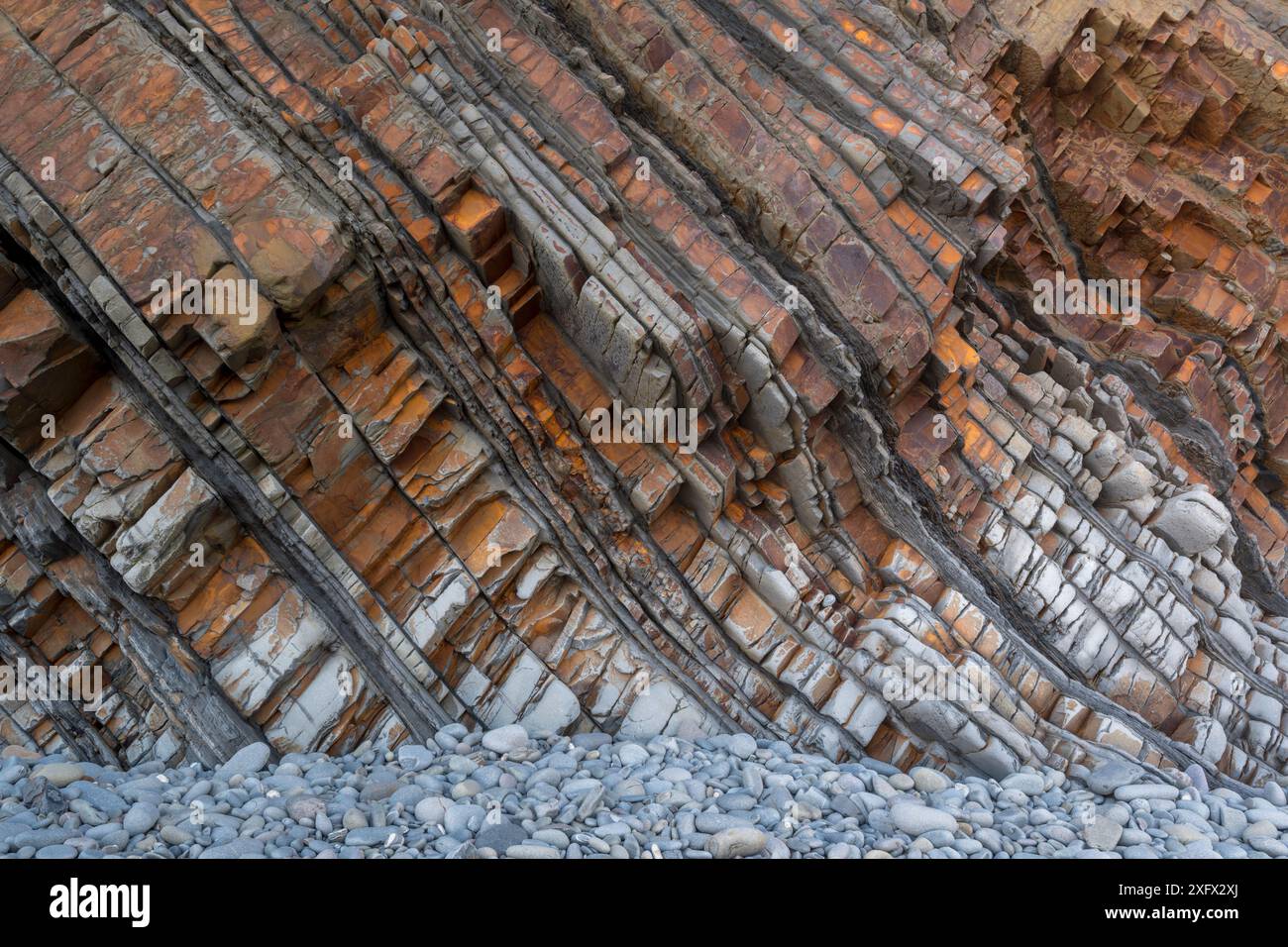 Tilted beds of sandstone and thin shales of the Carboniferous, Culm ...