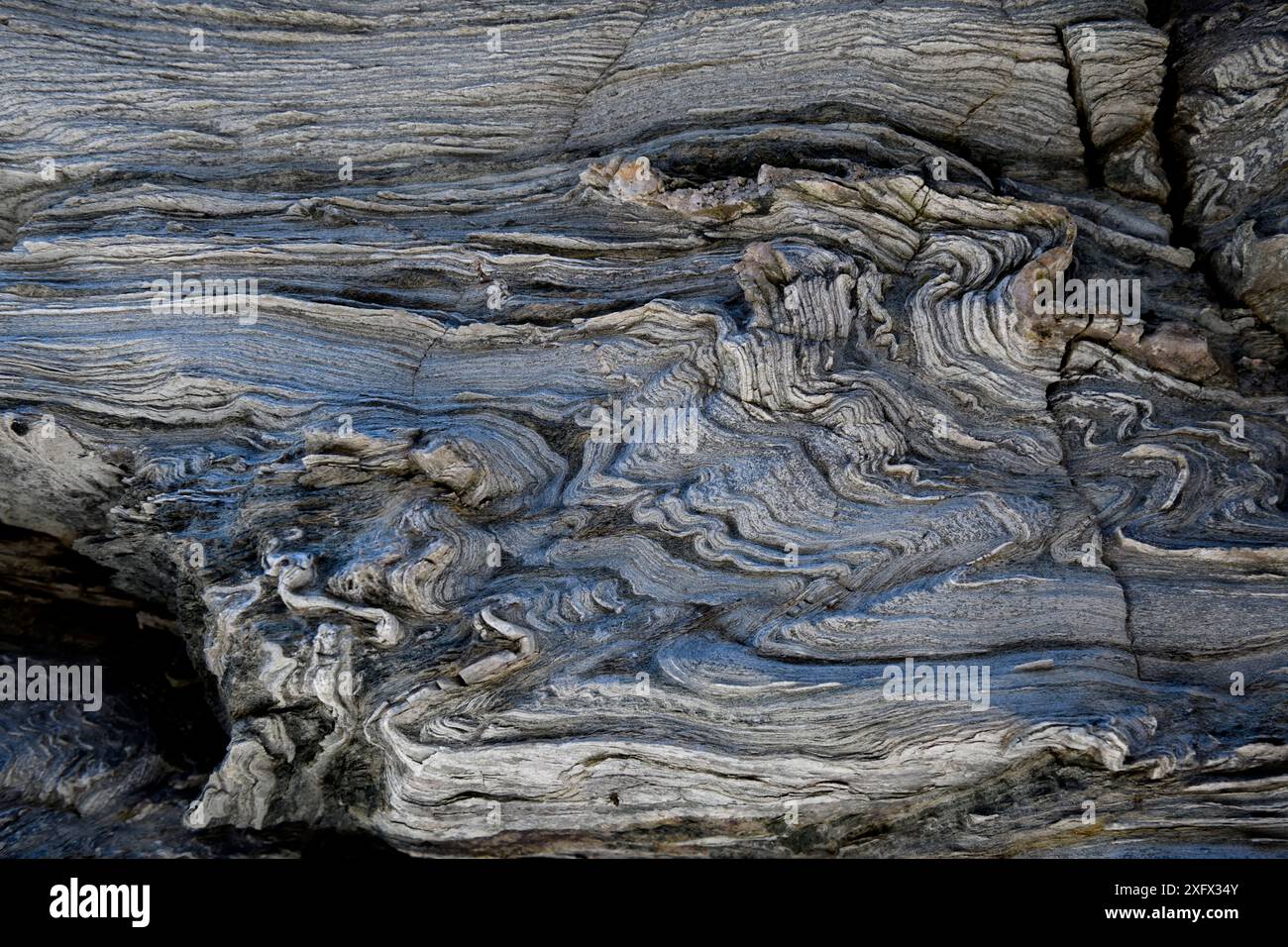 Tightly folded Pre-Cambrian age, Quartz Mica Schist, a metamorphic rock ...