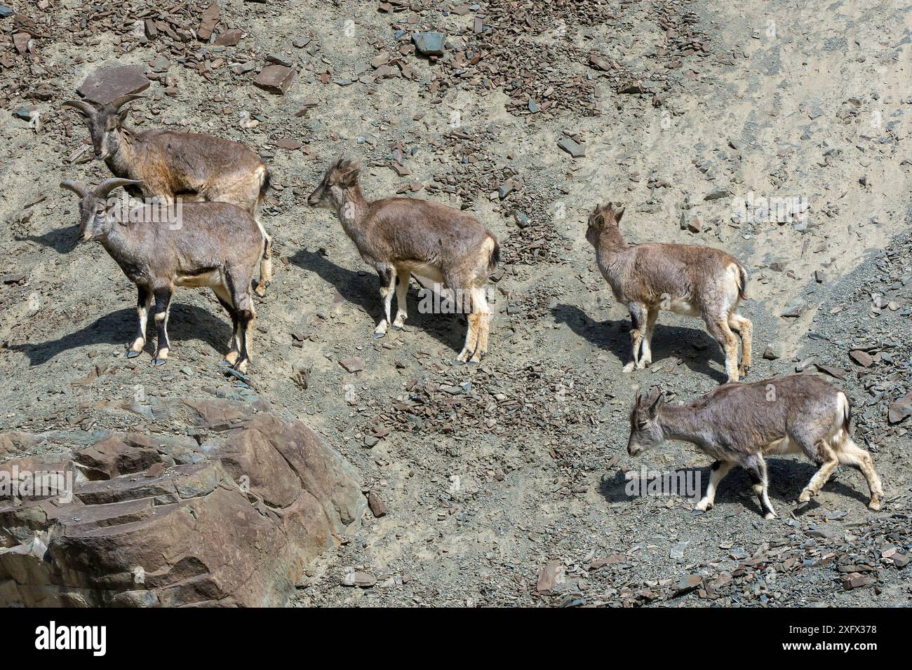 Greater blue sheep (Pseudois nayaur), herd on mountain slope, important ...