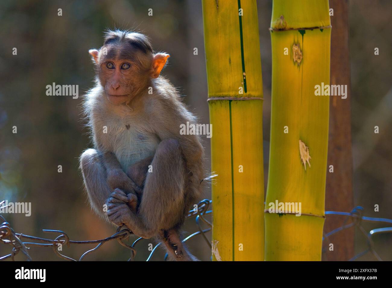 Bonnet macaque (Macaca radiata), young animal on fence, Karnataka ...