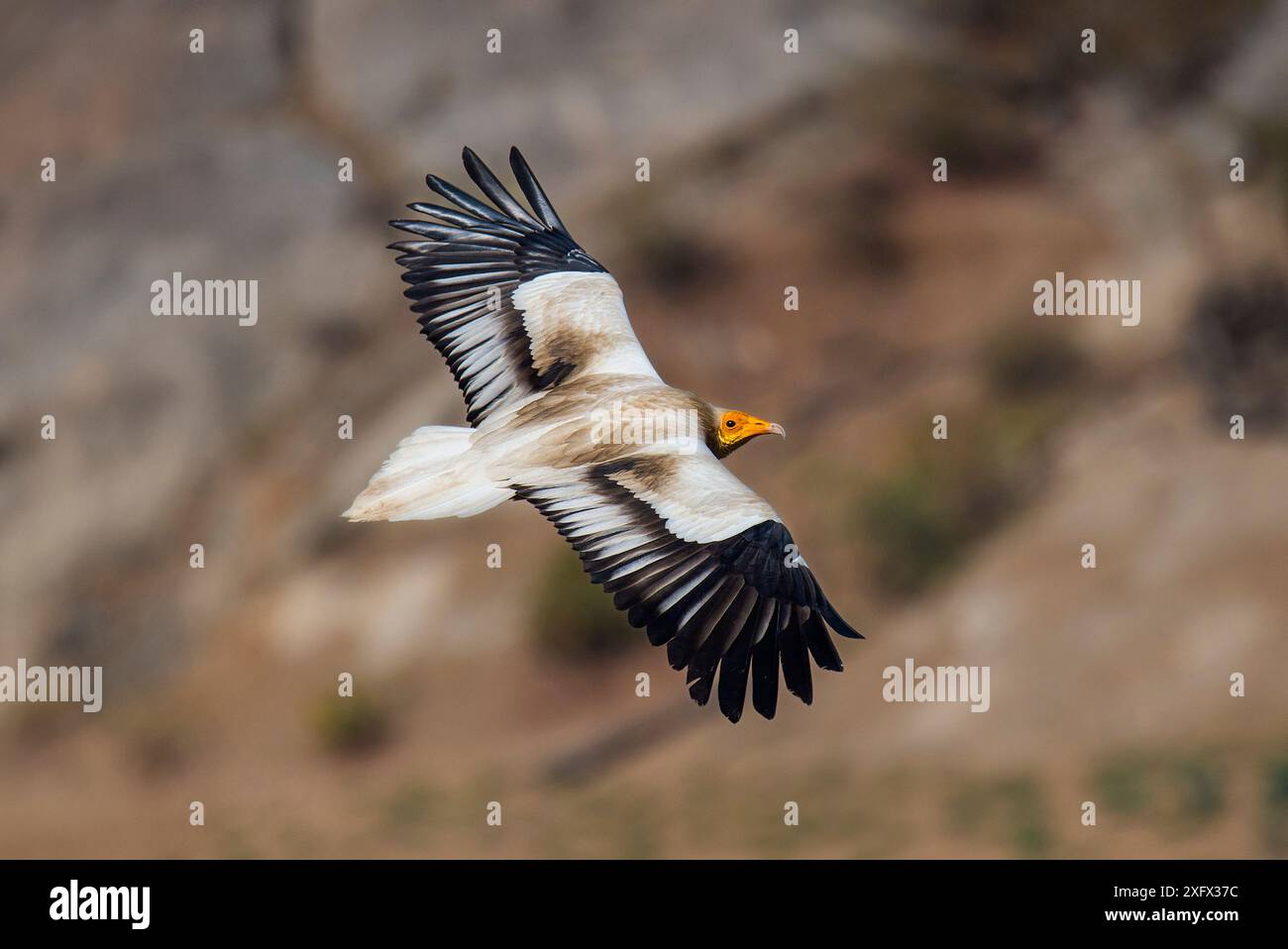 Egyptian vulture (Neophron percnopterus), in flight, Rajasthan, India ...