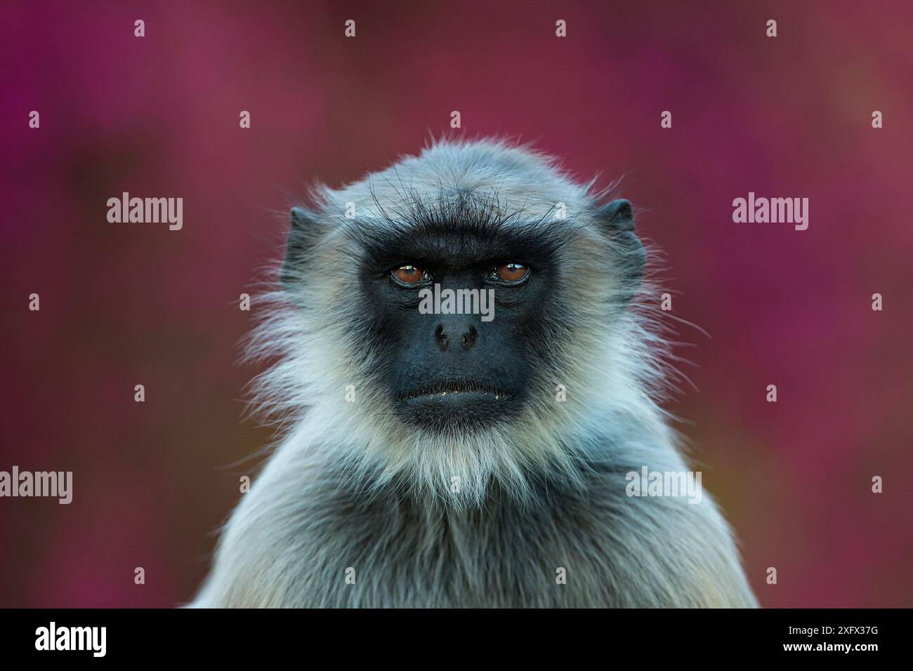 Hanuman langur (Semnopithecus/ Presbytis entellus), portrait in front ...