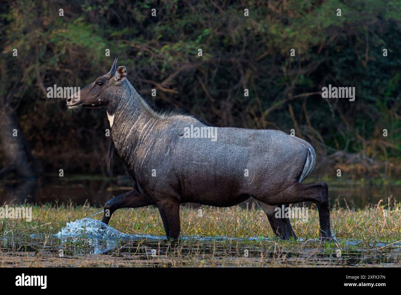 Nilgai (Boselaphus tragocamelus), male walking through water, Keoladeo ...