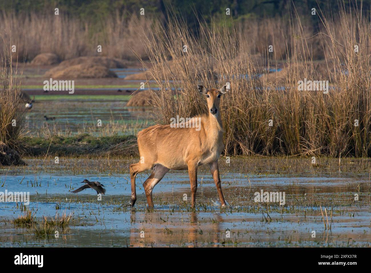 Nilgai (Boselaphus tragocamelus), female in water, Rajasthan, India ...