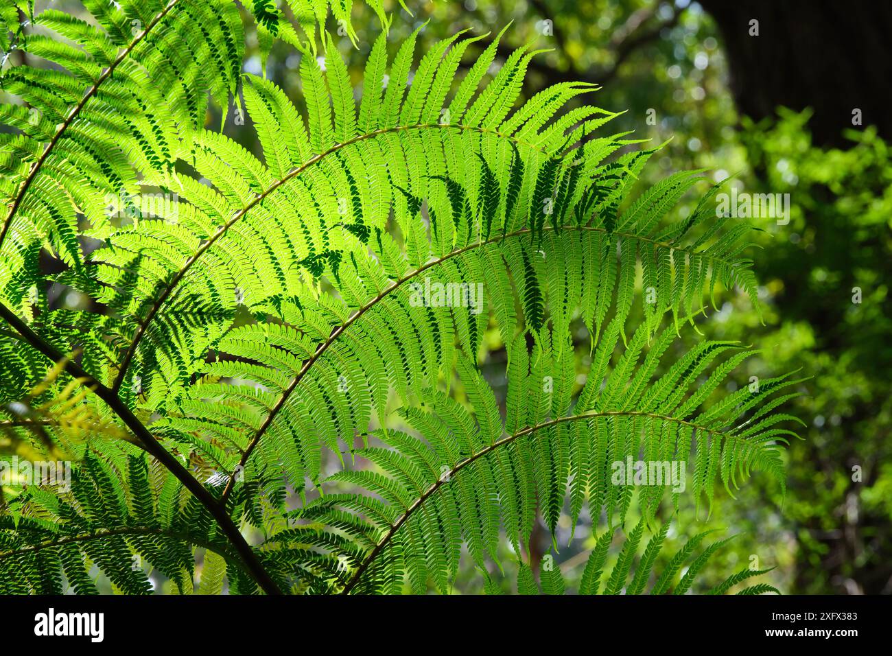 Close-up of the underside of fern fronds with the sun shining through ...