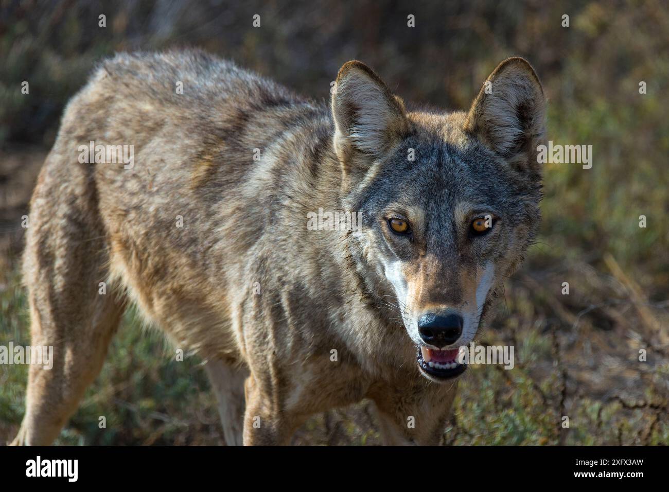 Indian wolf hi-res stock photography and images - Alamy