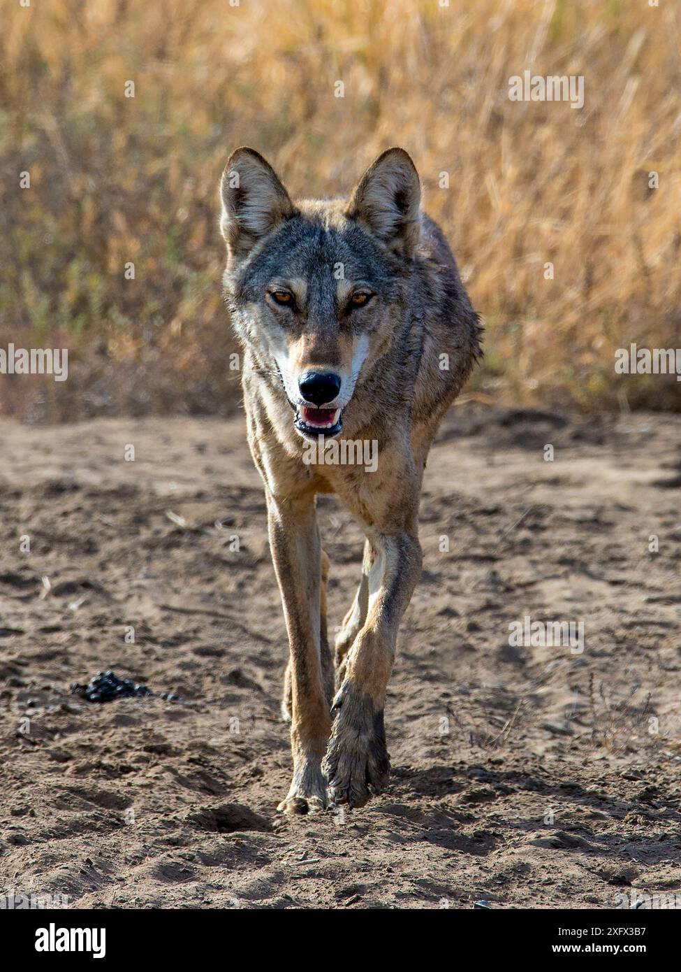 Indian wolf (Canis lupus pallipes) walking, Gujarat, India Stock Photo ...