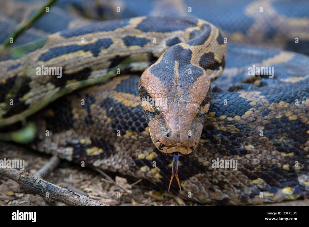 Snakes indian subcontinent hi-res stock photography and images - Alamy