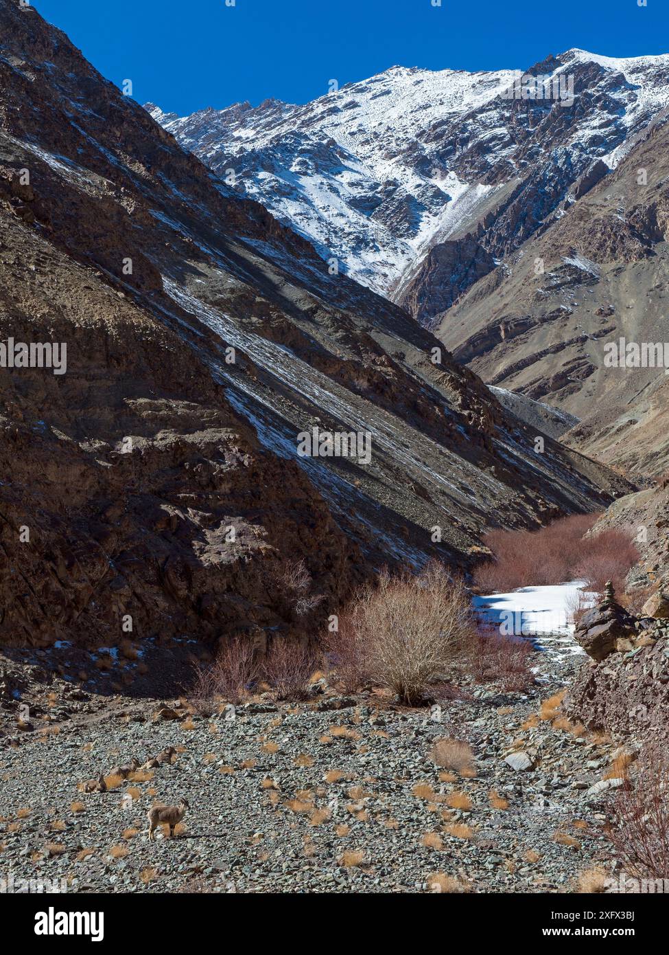 Greater blue sheep (Pseudois nayaur), herd in habitat, high mountains ...
