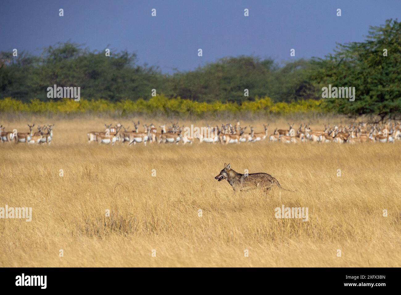 Indian wolf walking hi-res stock photography and images - Alamy