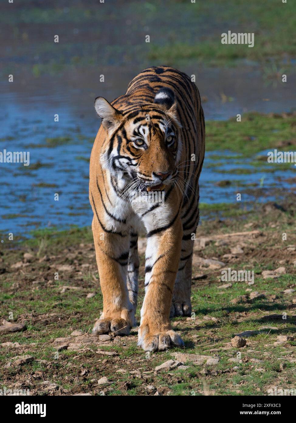 Tiger (Panthera tigris), walking on lake shore, Ranthambhore National ...