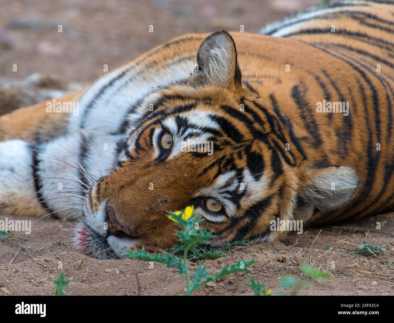 Tiger (Panthera tigris), portrait, with flower and flies, Ranthambhore ...