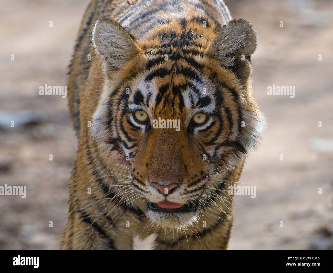 Tiger (Panthera tigris), portrait, Ranthambhore National Park ...