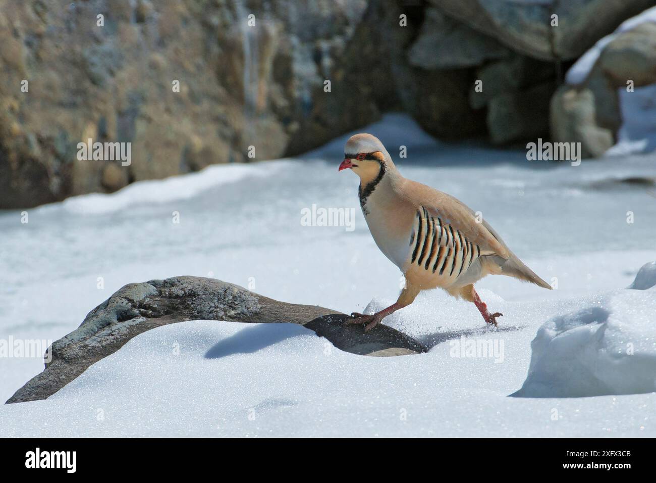 Chukar partridge (Alectoris chukar), Himalaya, Hemis National Park ...