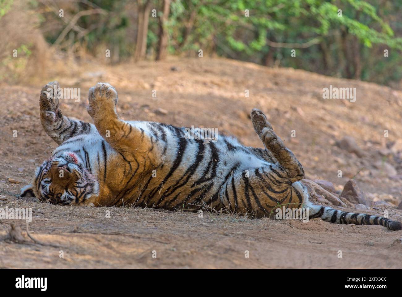 Tiger (Panthera tigris), rolling on back and relaxing after feeding ...