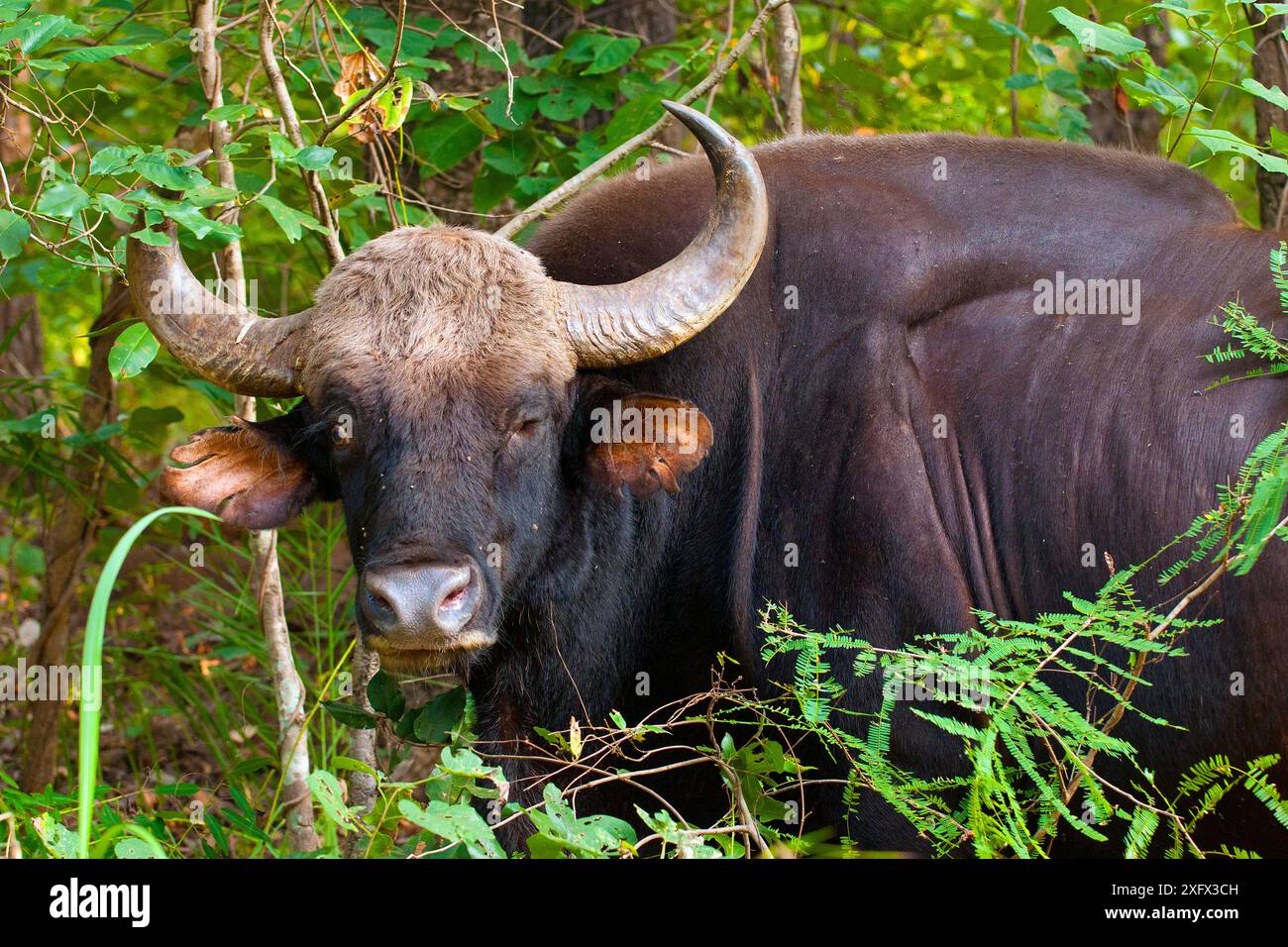 Gaur (Bos gaurus), old male with ears torn and one eye missing, Kanha ...