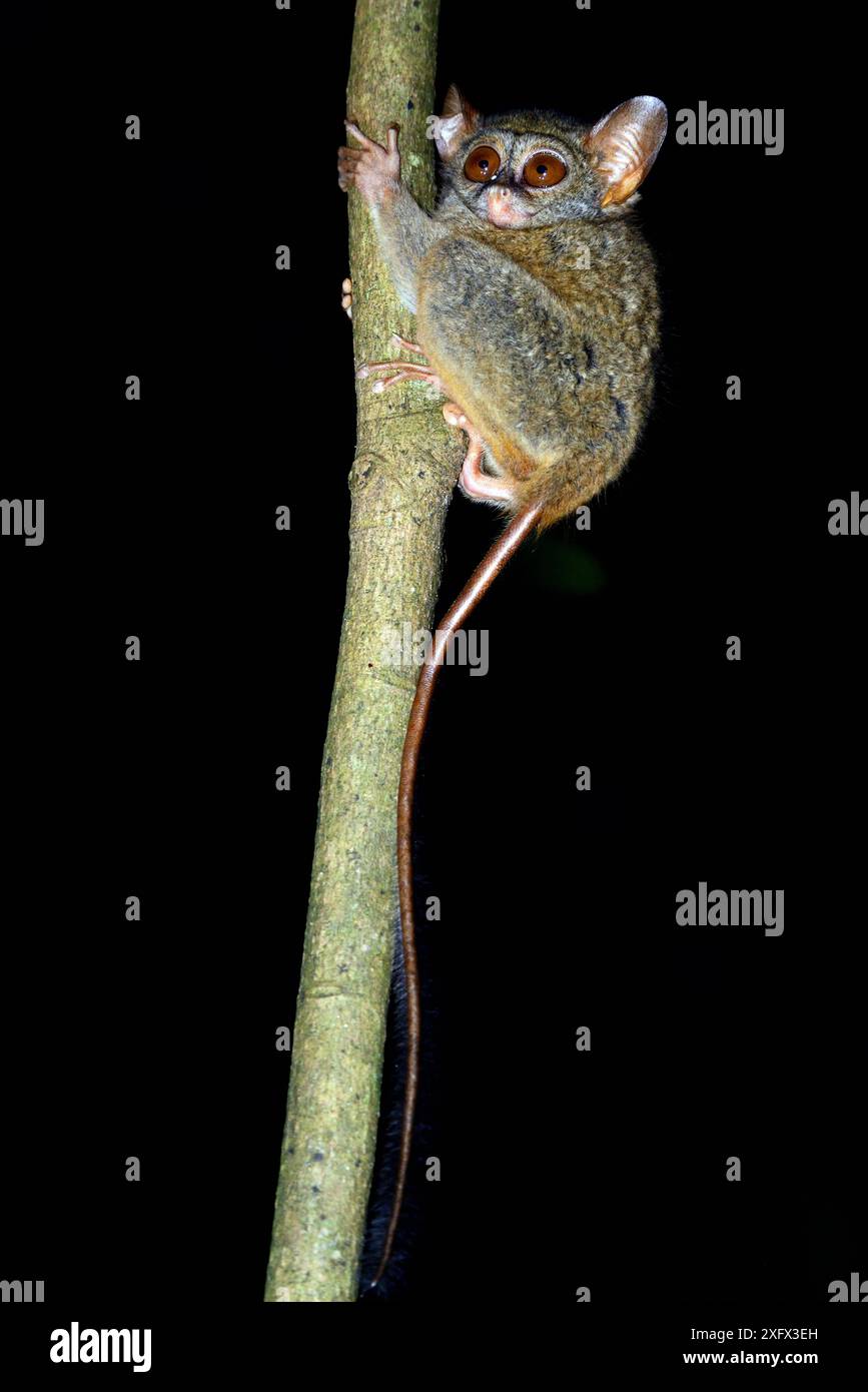 Gursky's spectral tarsier (Tarsius spectrumgurskyae) North Sulawesi ...