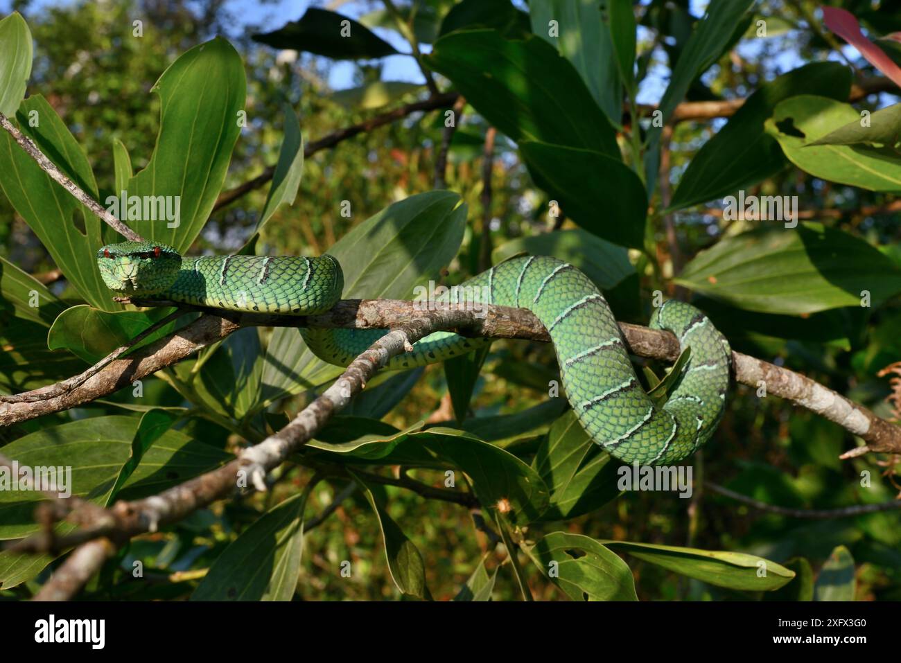 Temple pitviper (Tropidolaemus subannulatus) Controlled conditions ...