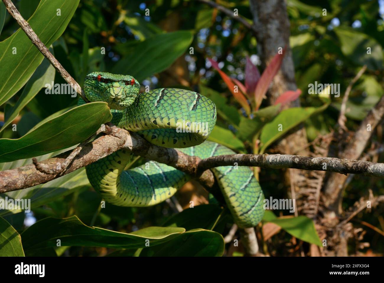 Temple pitviper (Tropidolaemus subannulatus) Controlled conditions ...
