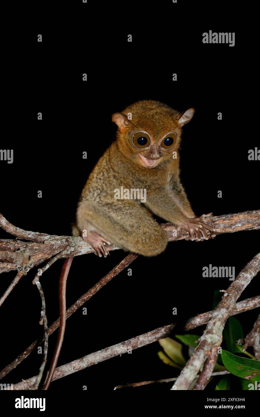 Belitung island tarsier tarsius bancanus saltator hi-res stock ...