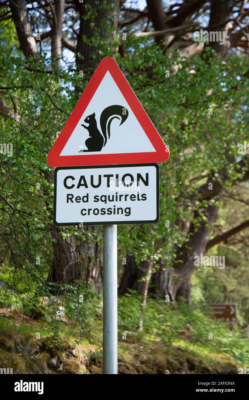 Sign warning drivers of Red squirrel (Sciurus vulgaris) crossing. Re ...