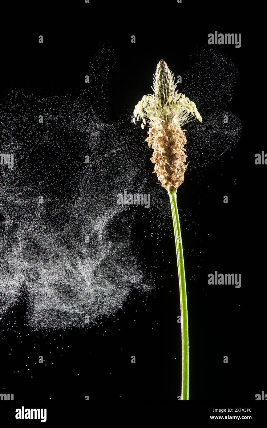 Ribwort plantain (Plantago lanceolata) dispersing pollen in breeze ...