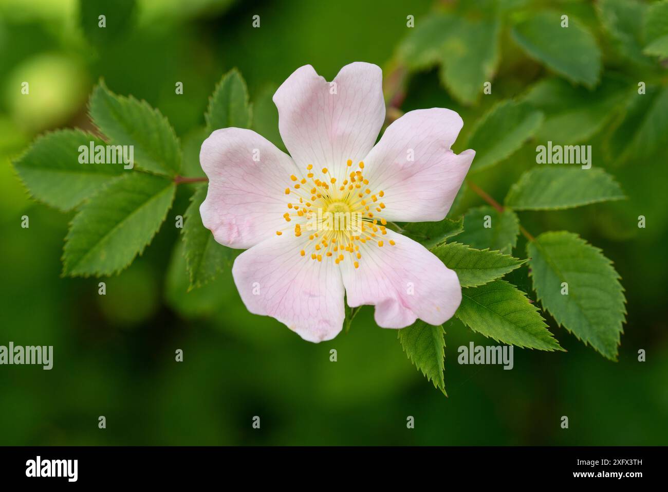 England dog rose hi-res stock photography and images - Alamy