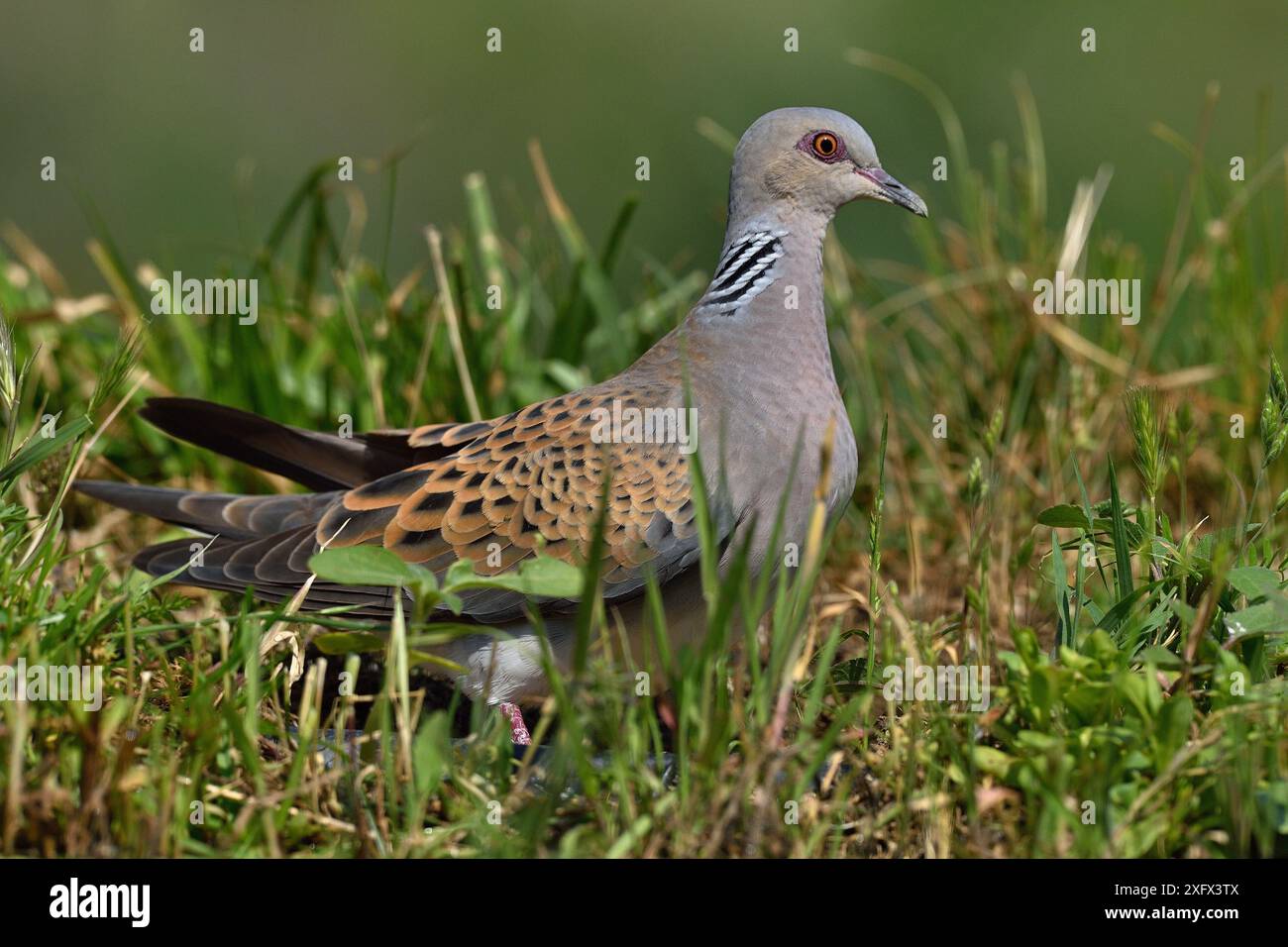 Eastern turtle dove streptopelia hi-res stock photography and images ...