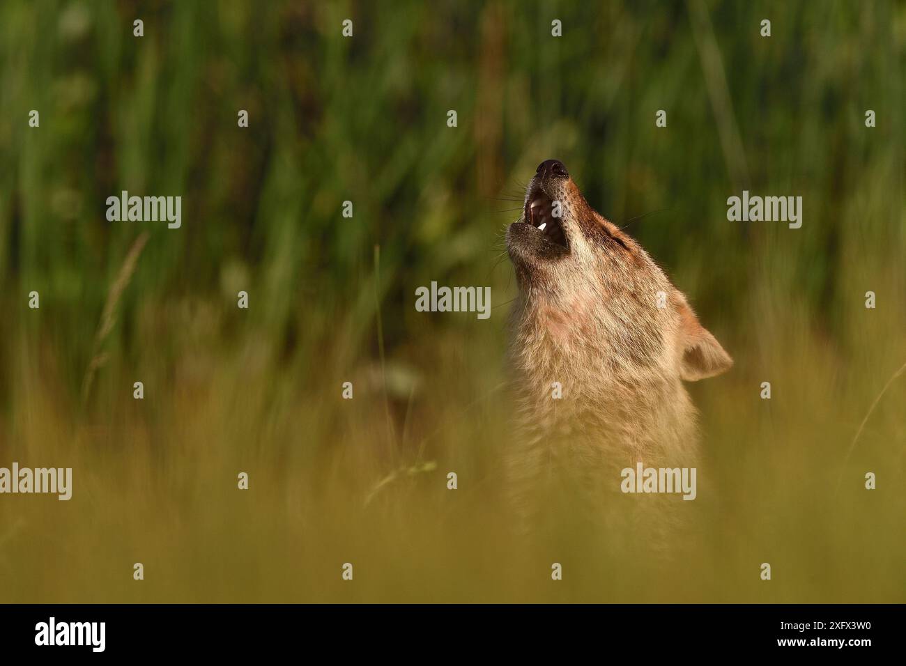 Golden jackal (Canis aureus) howling in grassland. Danube Delta, Romania, May Stock Photo - Alamy