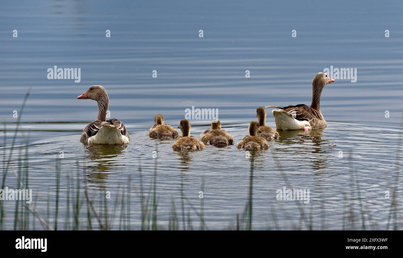 Greylag goose (Anser anser), pair with five goslings on water. Danube ...