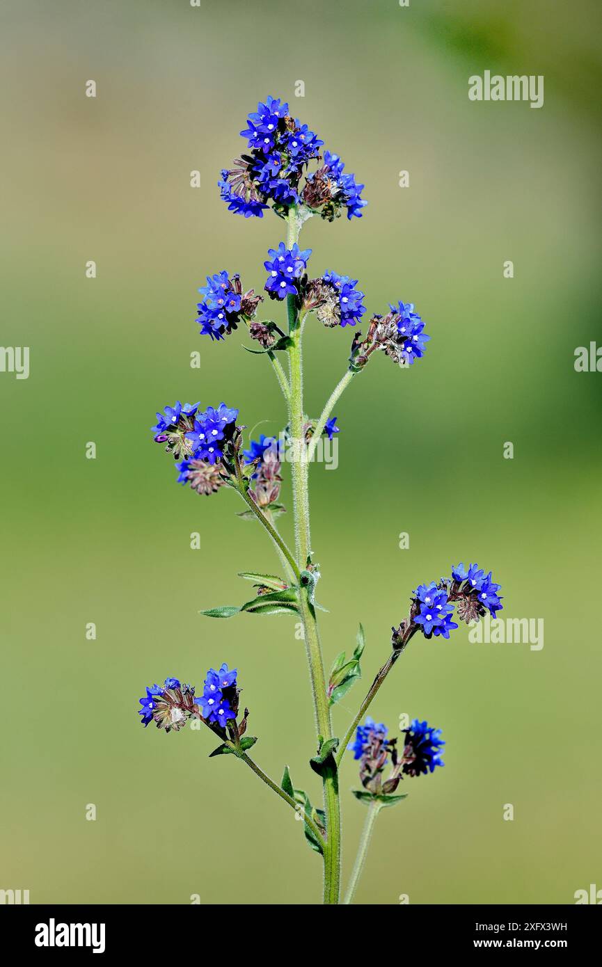 Common bugloss / alkanet (Anchusa officinalis). Danube Delta, Romania. May Stock Photo - Alamy