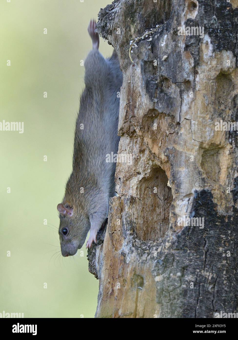 Brown rat (Rattus norvegicus) descending tree trunk. Danube Delta ...