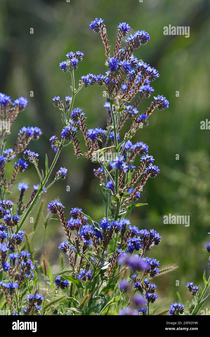 Common bugloss / alkanet (Anchusa officinalis). Danube Delta, Romania ...