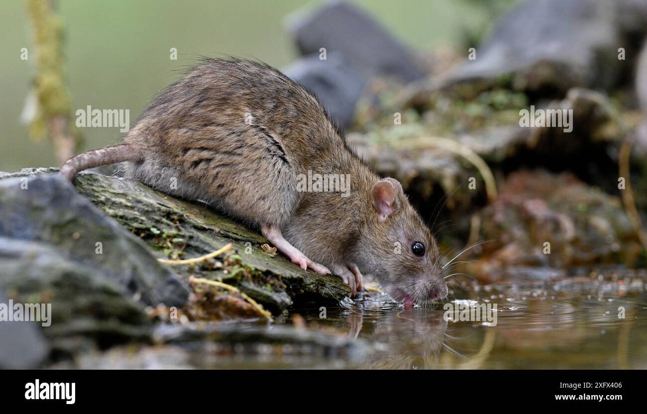 Brown rat (Rattus norvegicus) drinking from pool. Danube Delta, Romania ...
