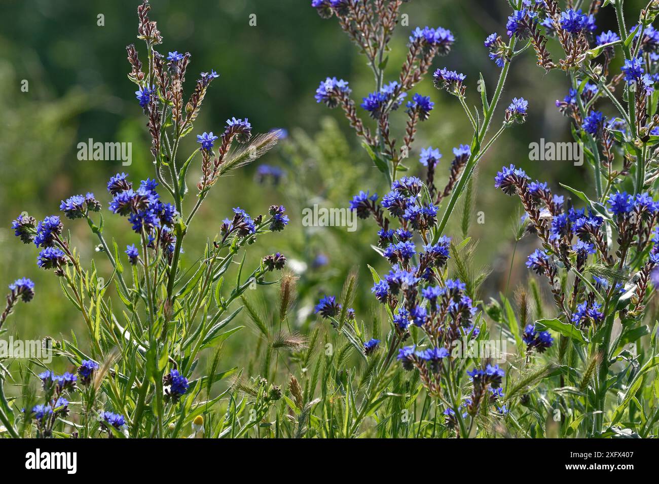 Common bugloss / alkanet (Anchusa officinalis). Danube Delta, Romania ...