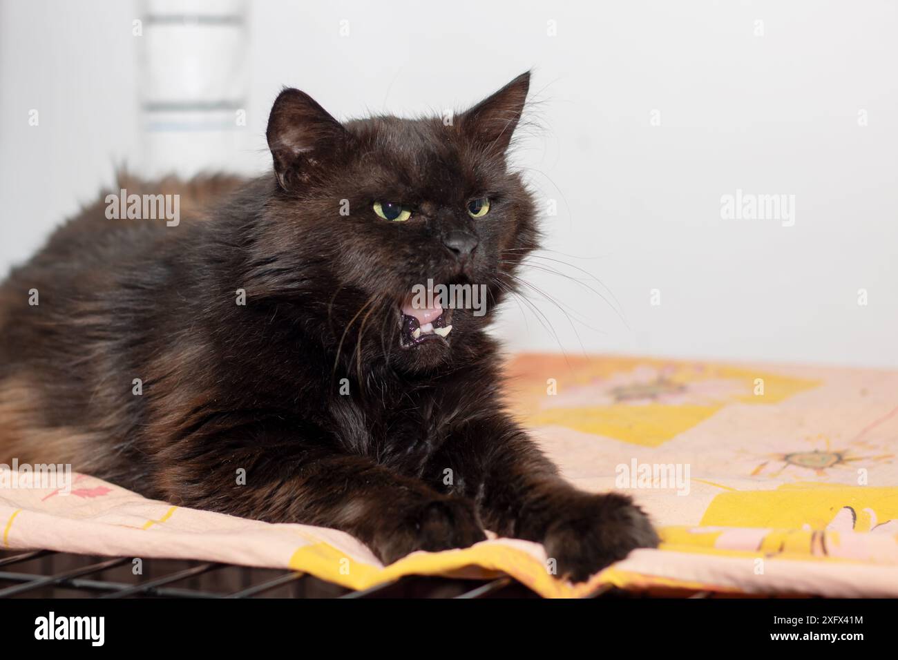 Fur anim hi-res stock photography and images - Alamy