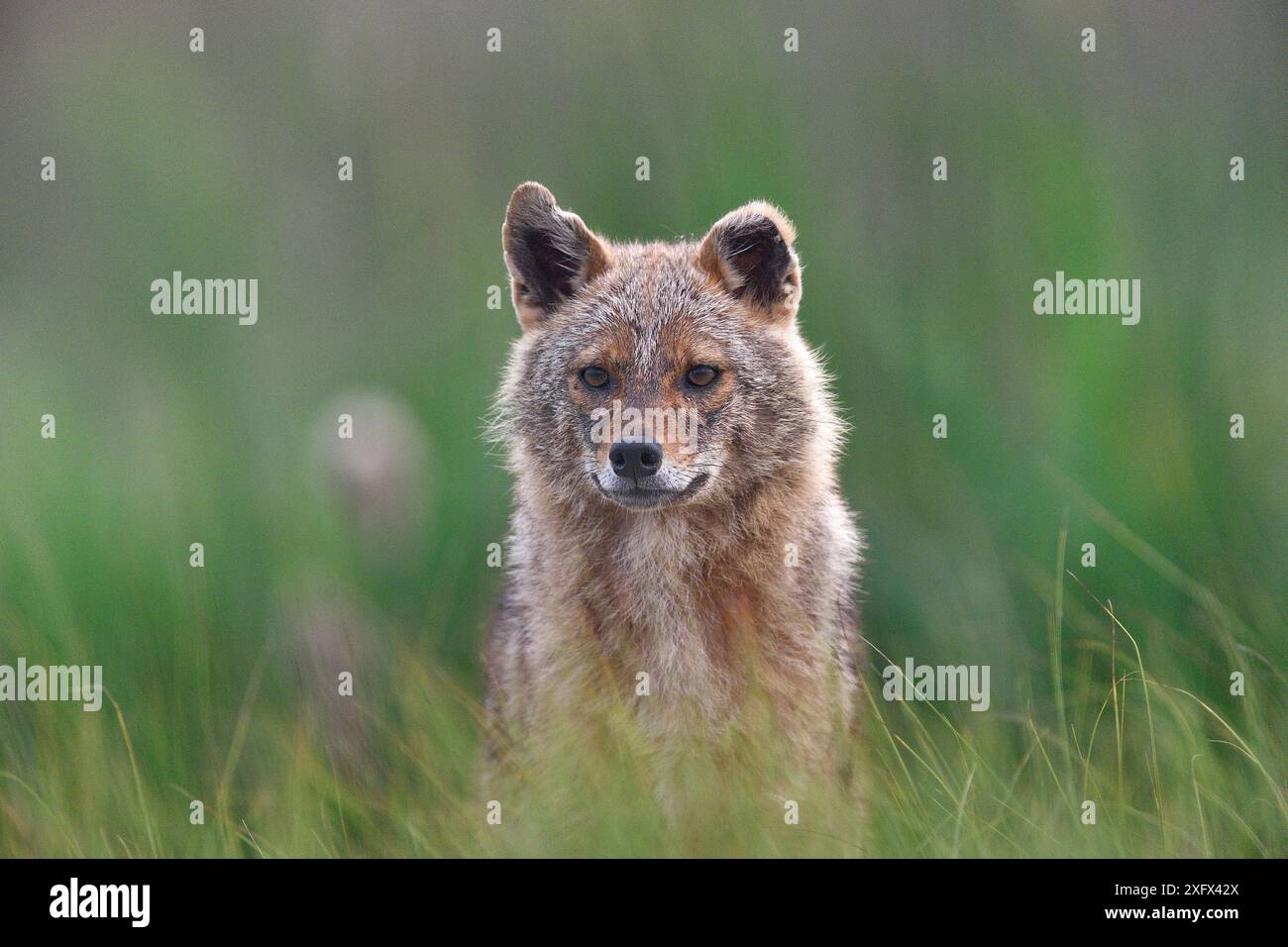 Golden jackal (Canis aureus) portrait in grass. Danube Delta, Romania, May Stock Photo - Alamy