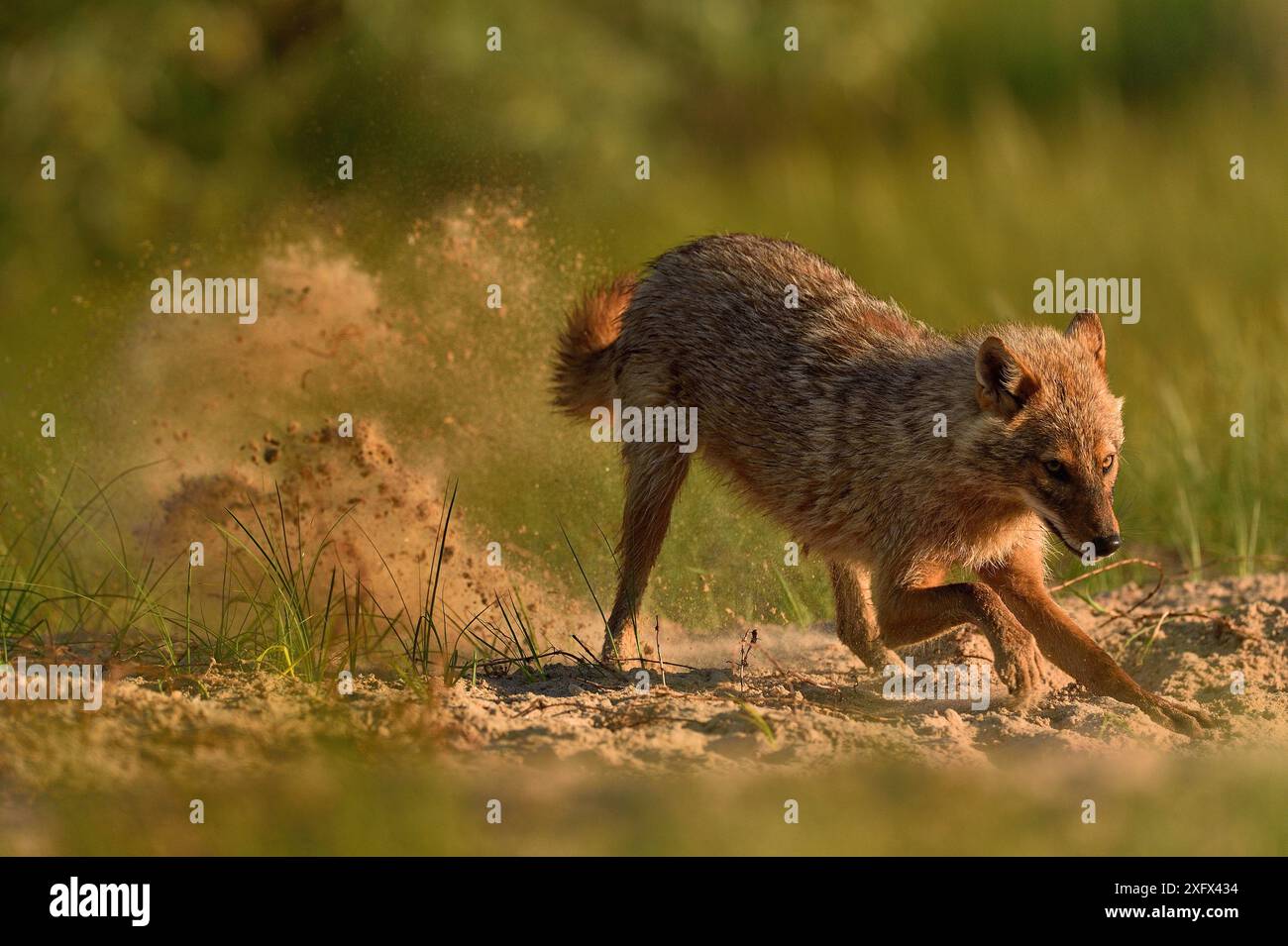 Golden jackal (Canis aureus) digging with sand flying behind. Danube Delta, Romania, May Stock ...