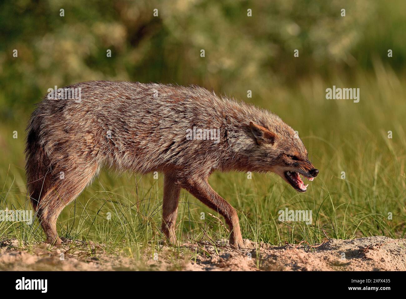Golden jackal (Canis aureus) snarling at edge of grassland. Danube Delta, Romania, May Stock ...