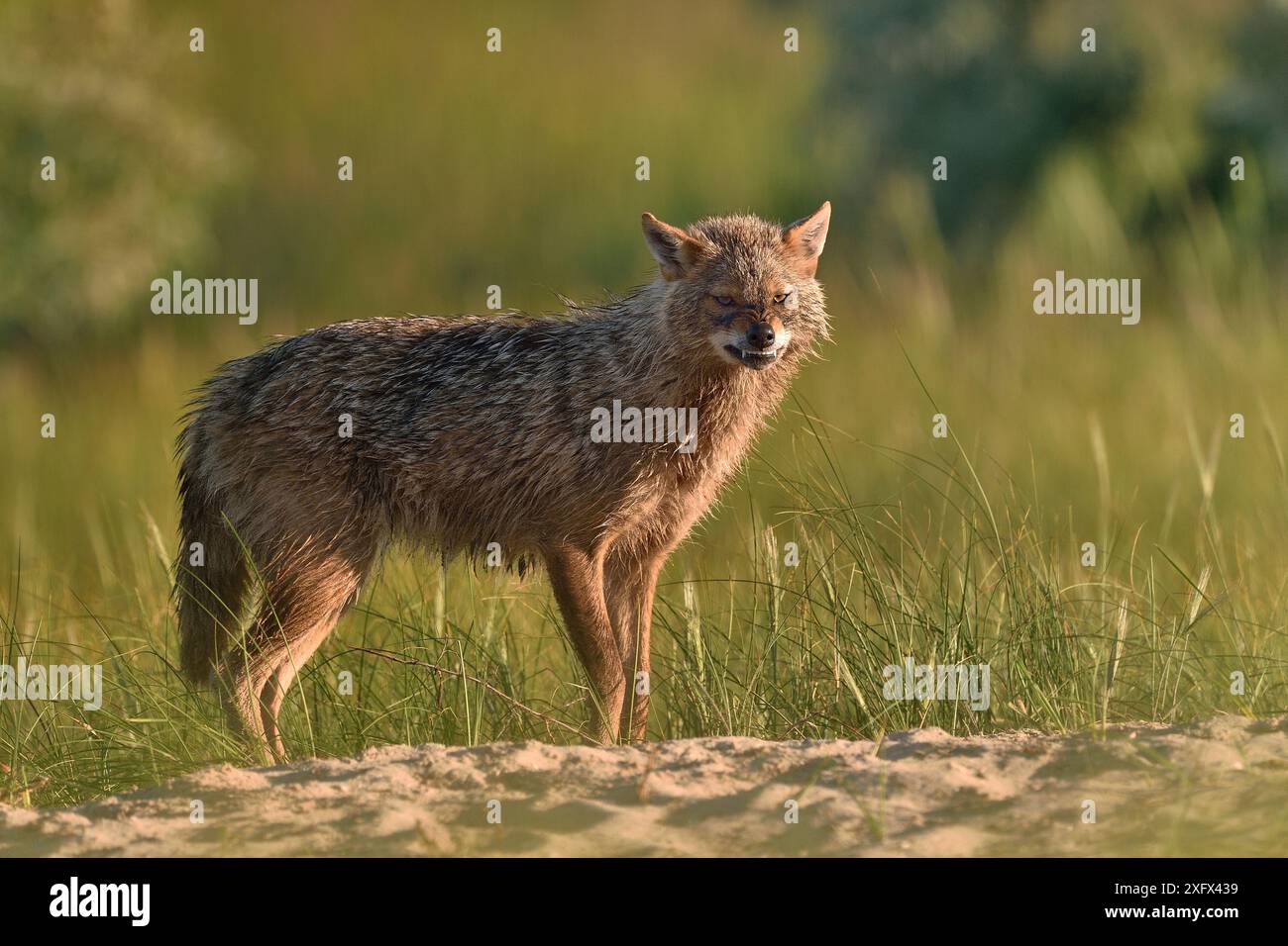 Golden jackal (Canis aureus) female baring teeth. Danube Delta, Romania, May Stock Photo - Alamy