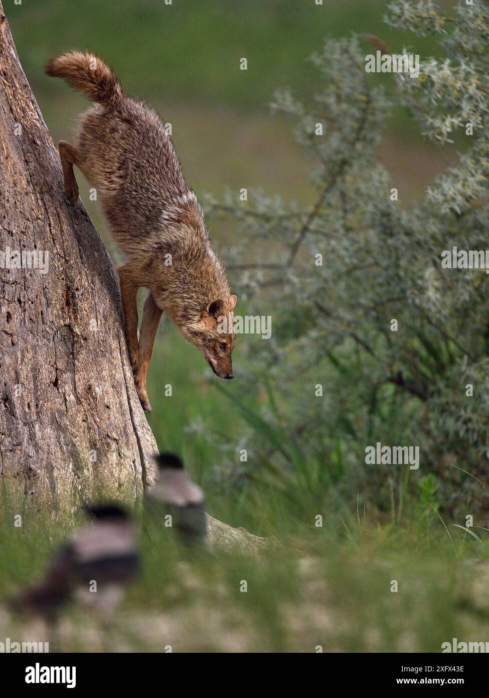 Jackal focus hi-res stock photography and images - Alamy